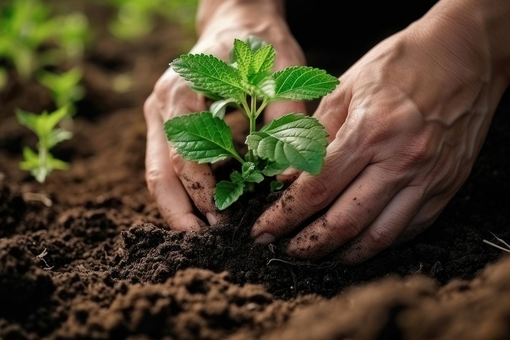 Hands Planting planting gardening outdoors. | Free Photo - rawpixel