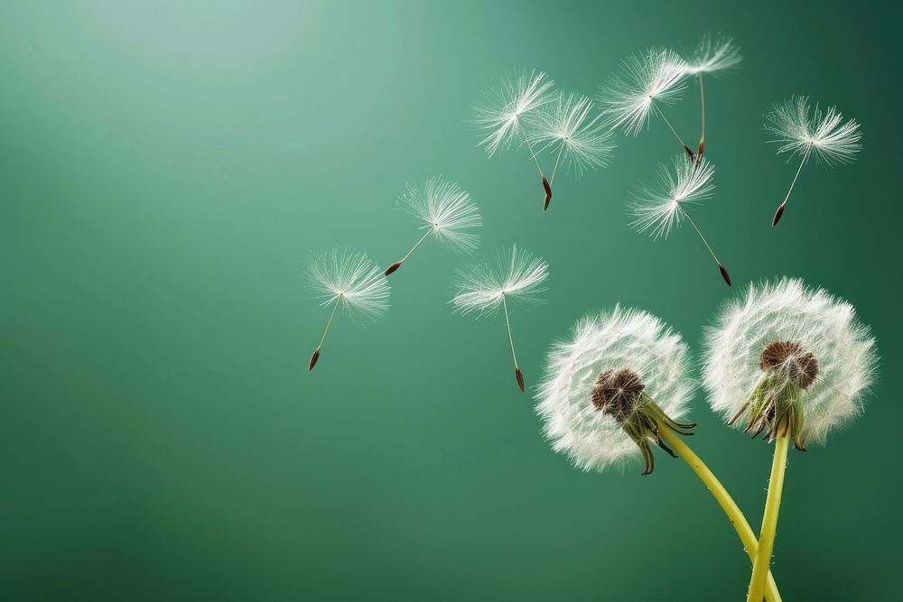 Dandelions flowing air flower plant | Premium Photo - rawpixel