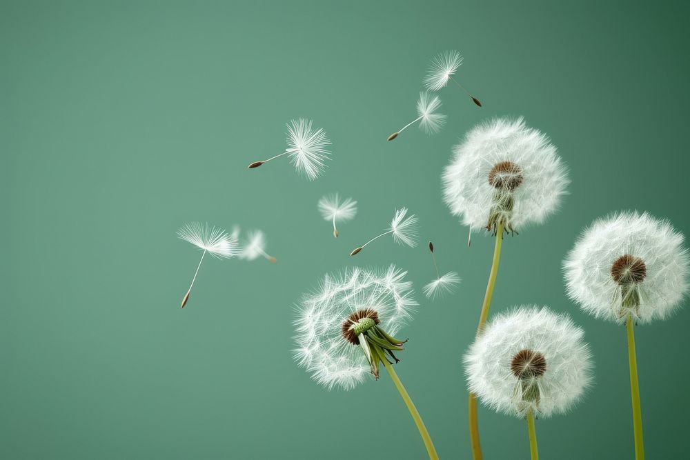Dandelions flowing air flower plant | Premium Photo - rawpixel