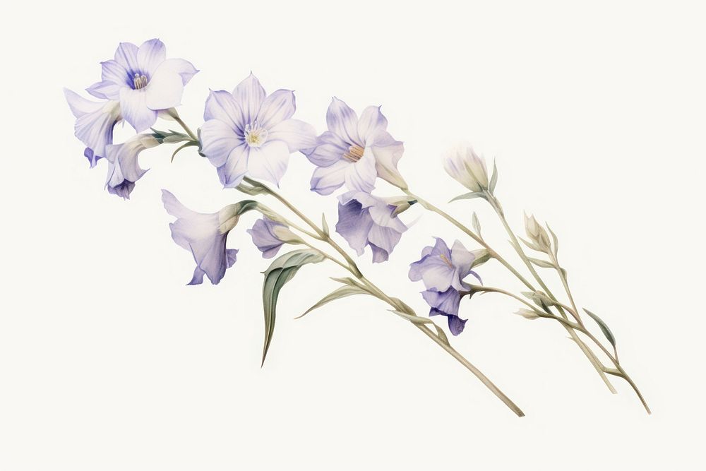 Botanical illustration larkspur flower blossom | Premium Photo ...