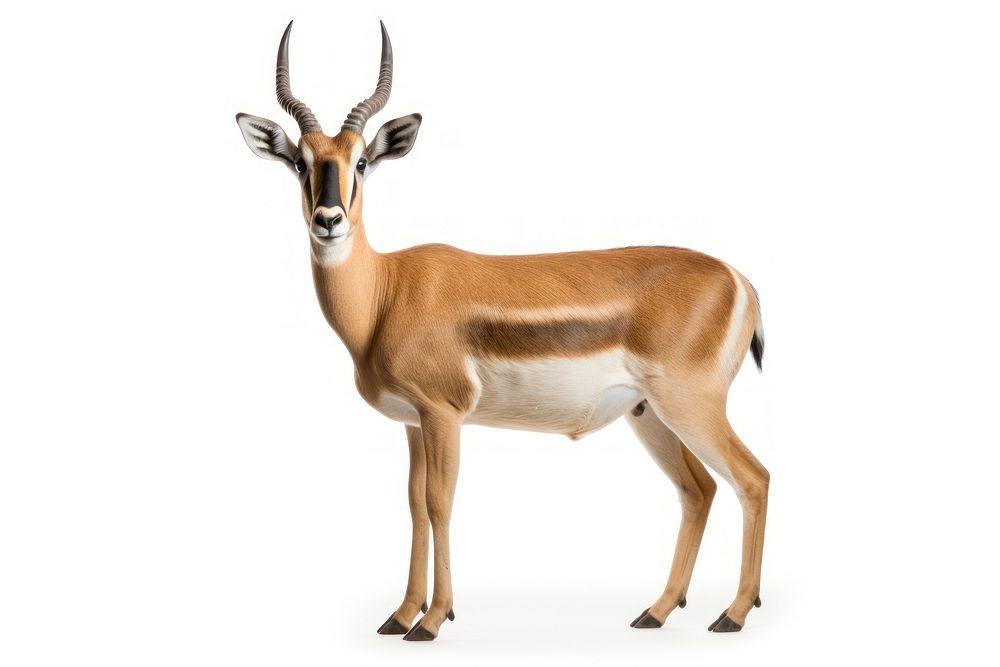 Antelope wildlife antelope animal. | Free Photo - rawpixel