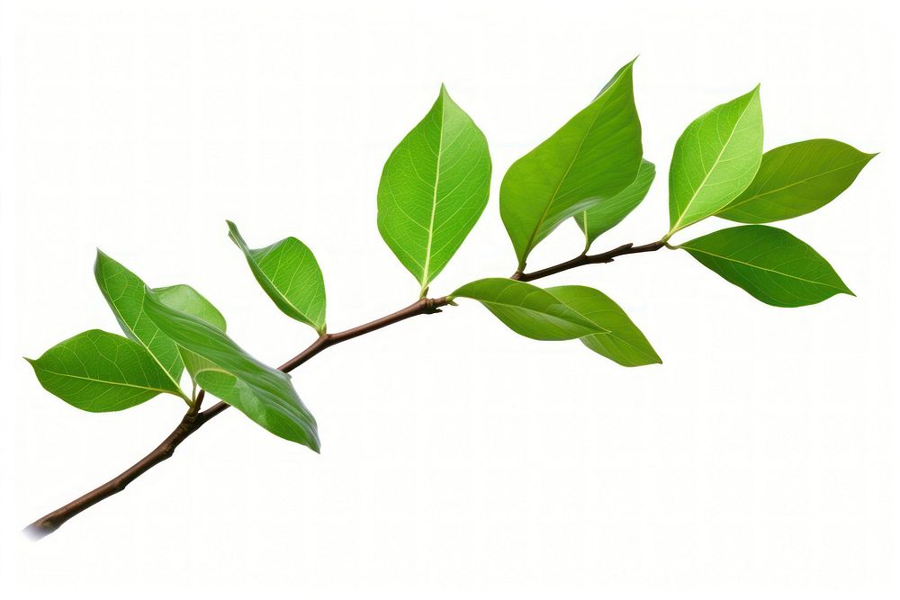 Tree branch leaf plant white | Premium Photo - rawpixel