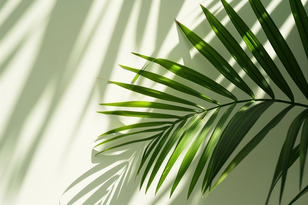 Palm leaf backgrounds nature shadow. | Free Photo - rawpixel