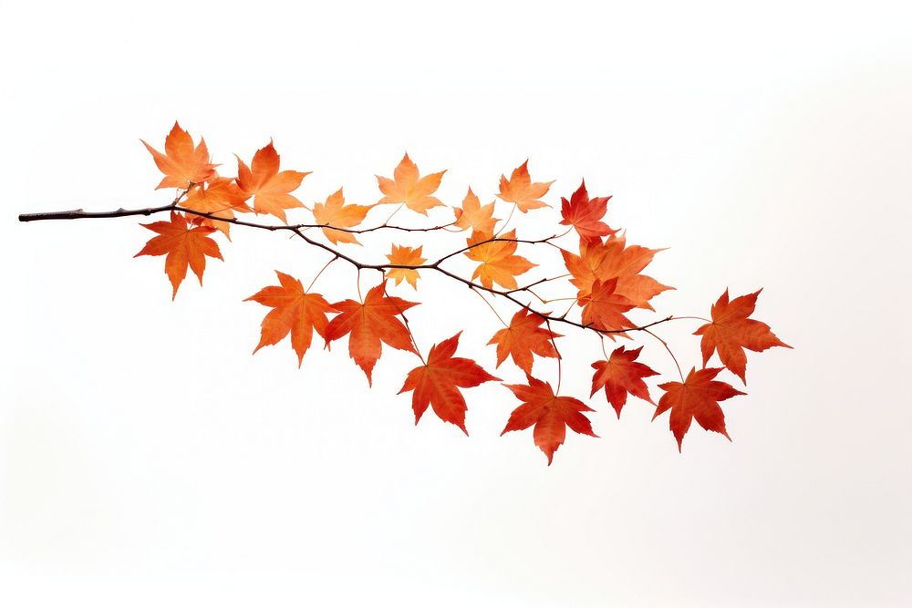 Tree branch maple tree leaves. | Free Photo - rawpixel