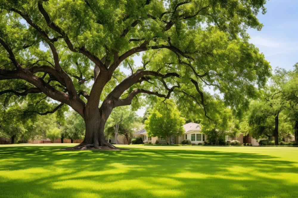 Oak tree lawn outdoors woodland | Free Photo - rawpixel