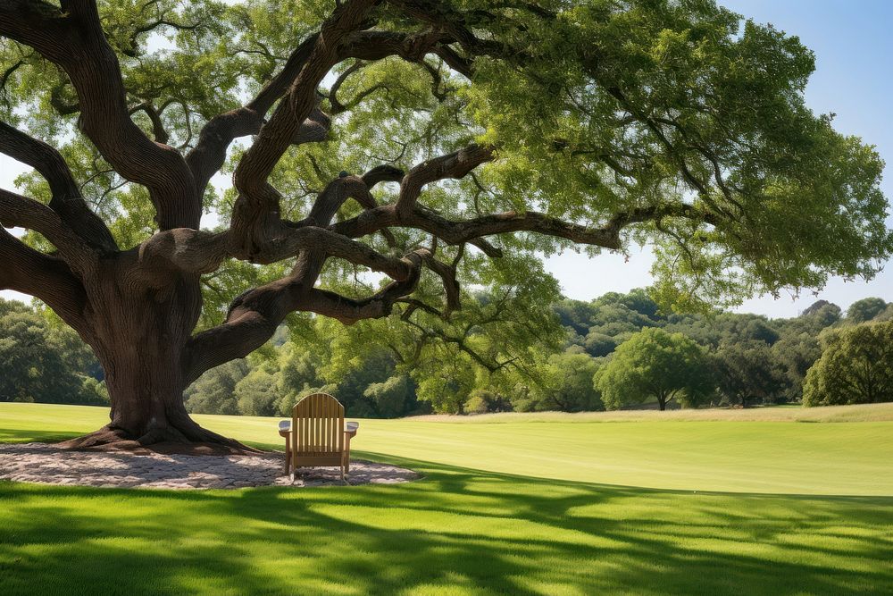 Oak tree lawn outdoors nature. | Free Photo - rawpixel