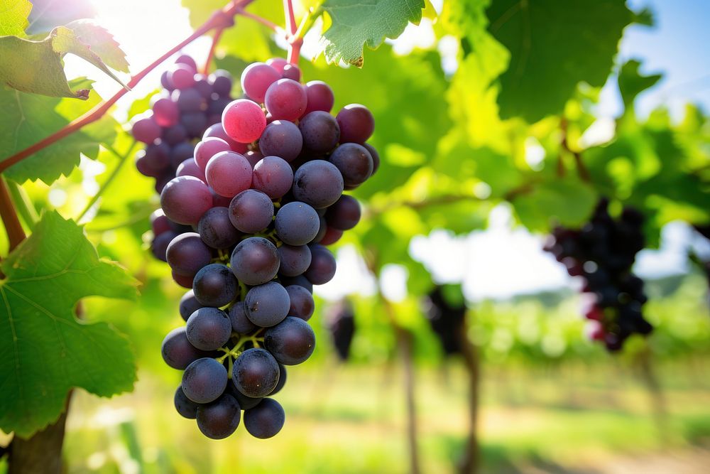Grape grapes farm vineyard. | Free Photo - rawpixel