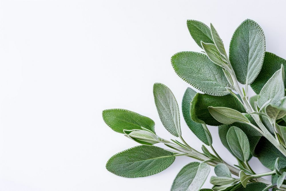 Sage branch plant herbs leaf. | Free Photo - rawpixel