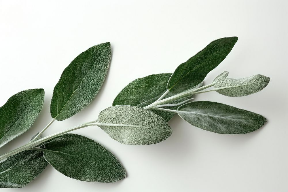 Sage branch plant herbs leaf | Free Photo - rawpixel