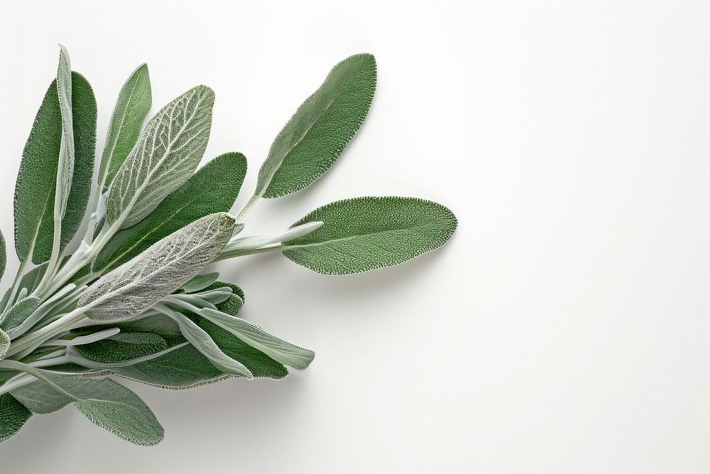 Sage branch plant herbs leaf. | Premium Photo - rawpixel
