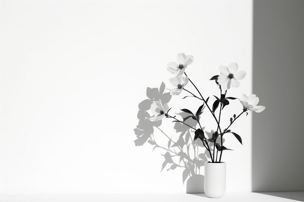 Flower shadow desktop white plant | Free Photo - rawpixel