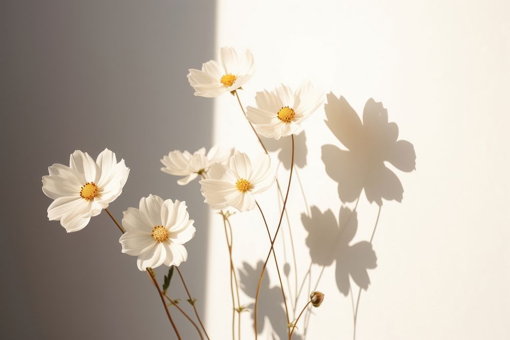 Flower shadow desktop petal plant | Free Photo - rawpixel