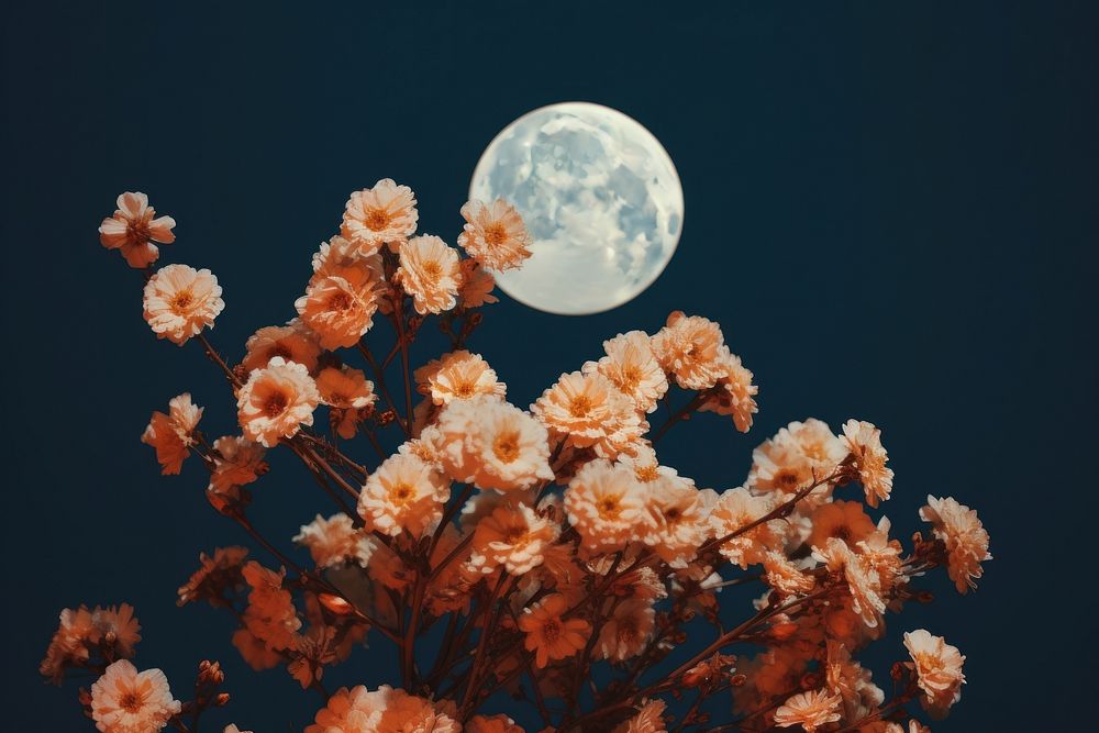 Full moon flowers astronomy outdoors | Free Photo - rawpixel