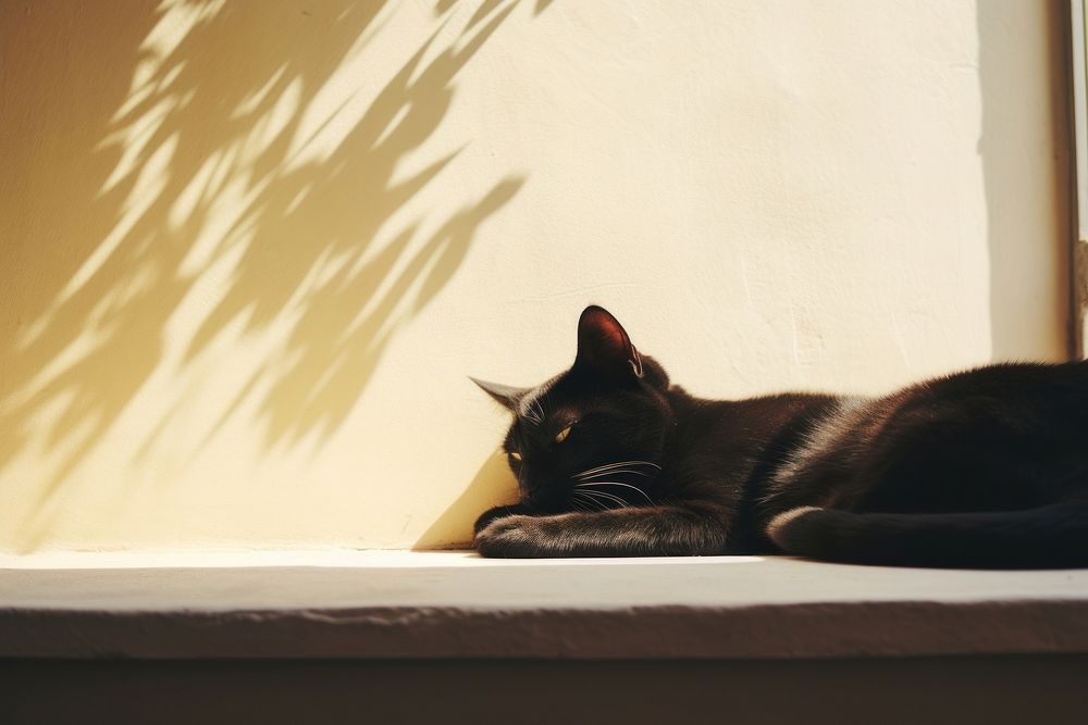 lazy black cat window sill | Premium Photo - rawpixel