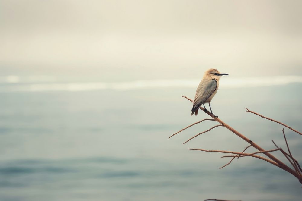 Bird ocean outdoors nature animal. | Premium Photo - rawpixel