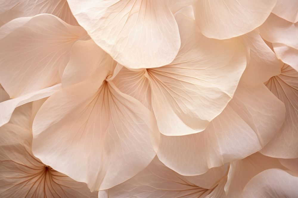 Flower petals backgrounds abstract nature. | Free Photo - rawpixel