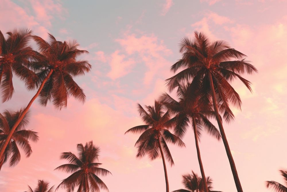 Pink sky tree outdoors nature. | Free Photo Illustration - rawpixel