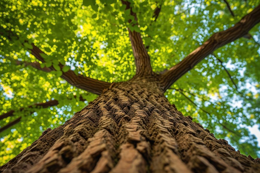 Tree outdoors woodland nature. | Premium Photo - rawpixel