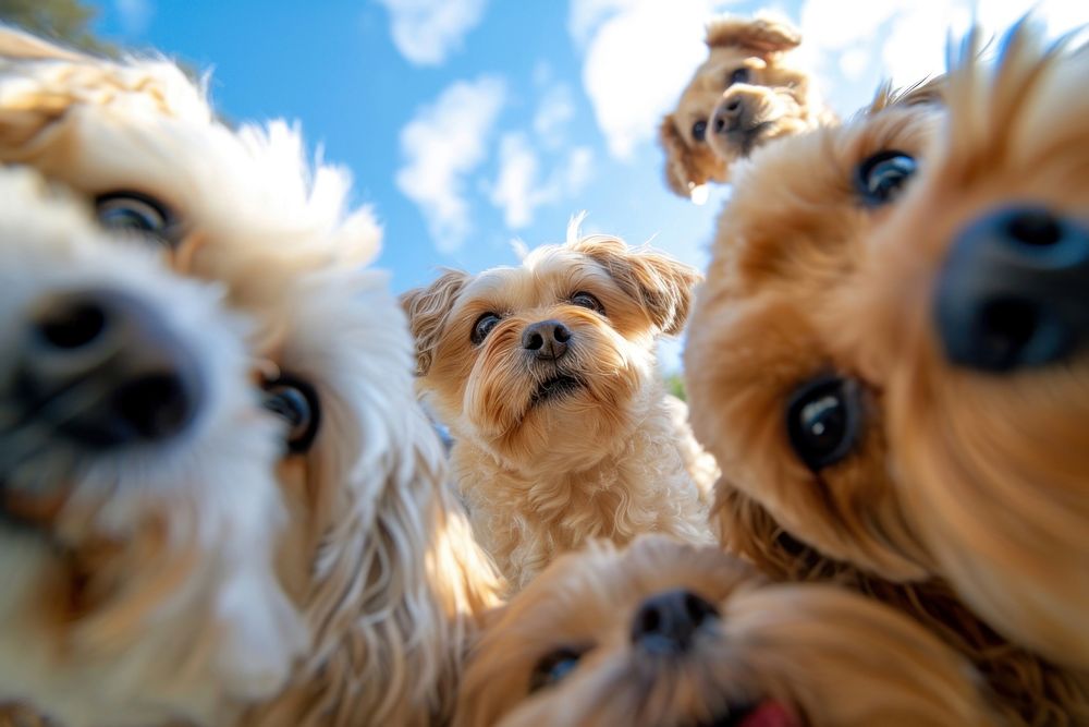 Dog mammal animal puppy. | Free Photo - rawpixel