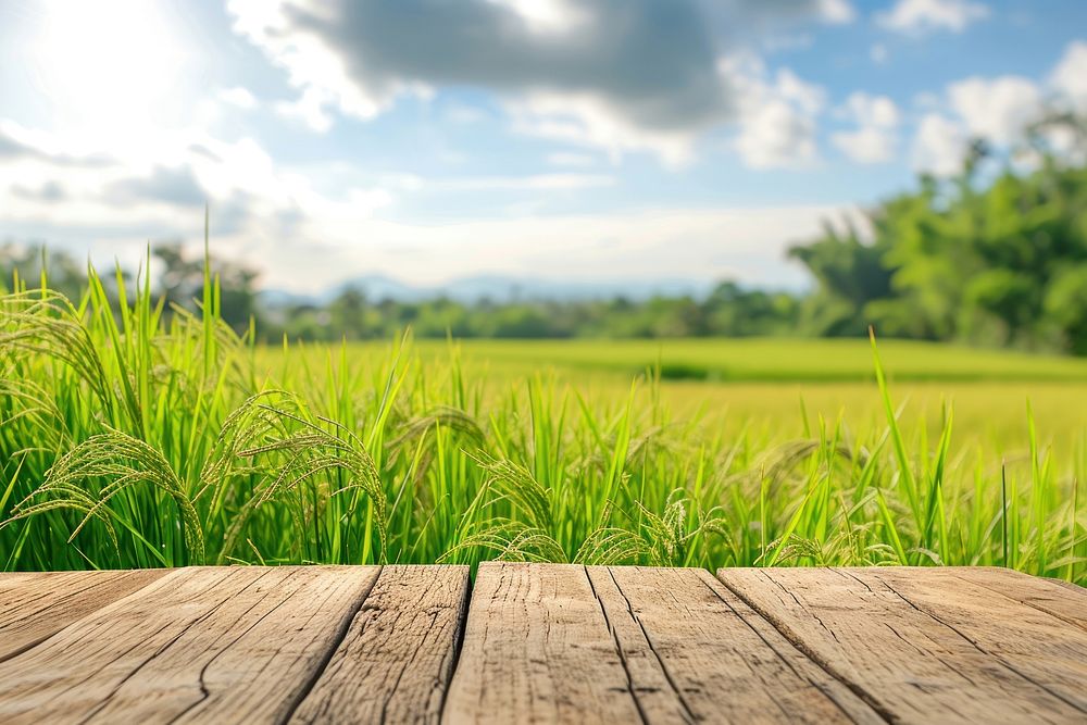 Podium Backdrop Ricefield Images | Free Photos, PNG Stickers ...