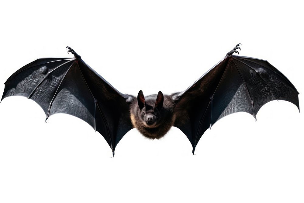 Gothic bat wildlife animal. | Free Photo - rawpixel