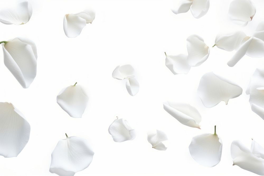 White rose petals backgrounds flower | Free Photo - rawpixel