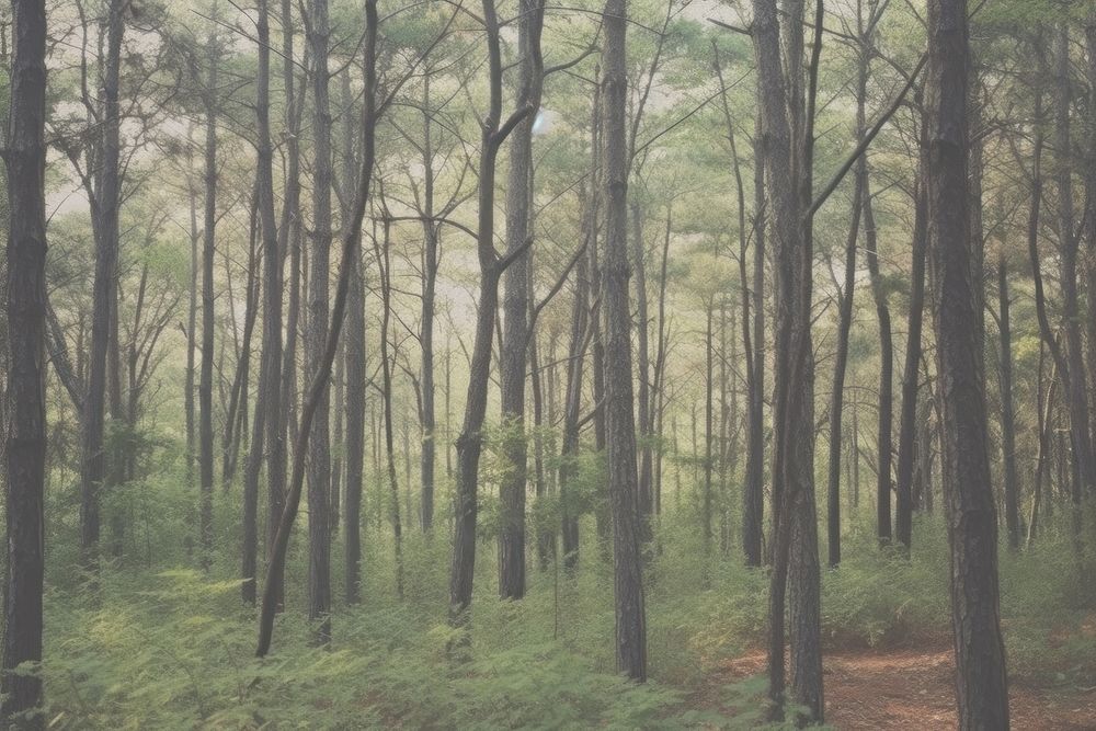 Forest land backgrounds landscape. | Premium Photo - rawpixel