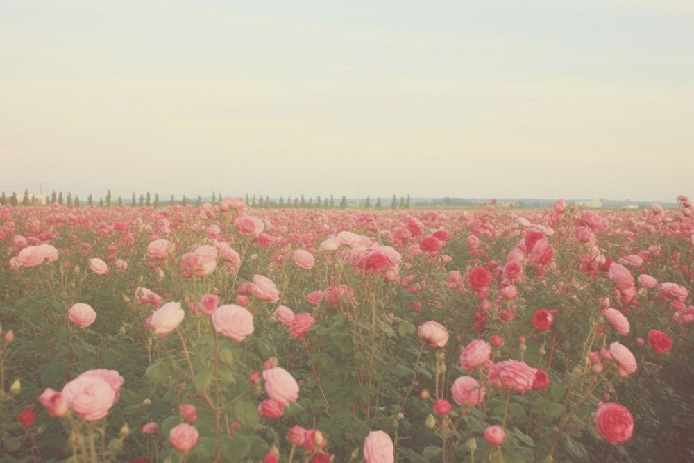 Rose field landscape grassland outdoors. | Premium Photo - rawpixel