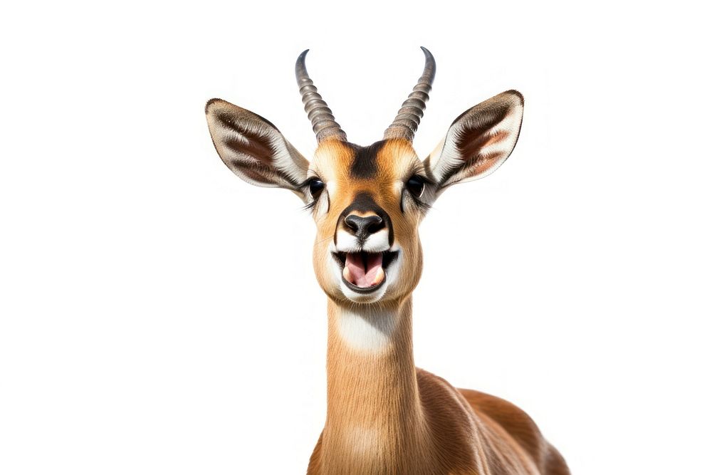 Smiling antelope wildlife animal mammal. | Premium Photo - rawpixel