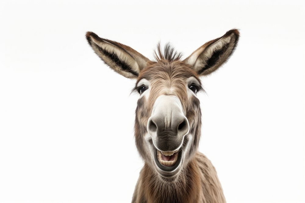 Smiling donkey wildlife mammal animal. | Premium Photo - rawpixel