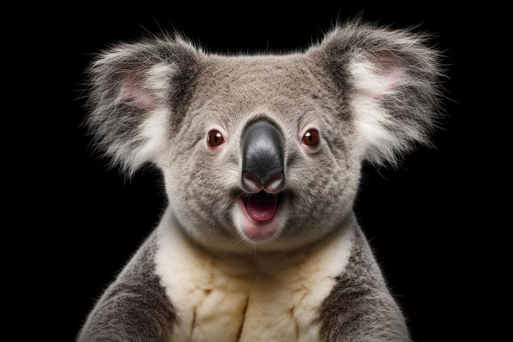 Smiling koala wildlife mammal animal. | Free Photo - rawpixel