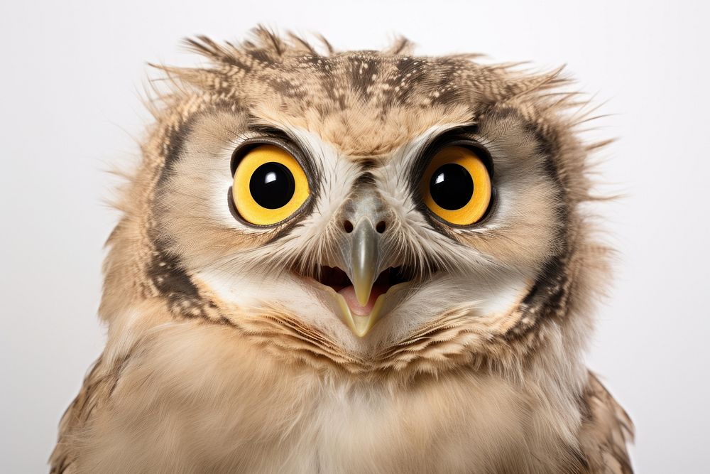 Smiling owl animal beak bird. | Premium Photo - rawpixel