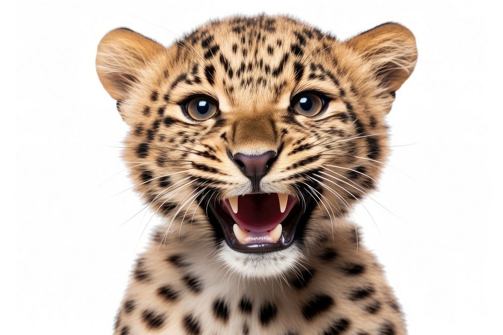 Smiling leopard wildlife cheetah animal. | Premium Photo - rawpixel