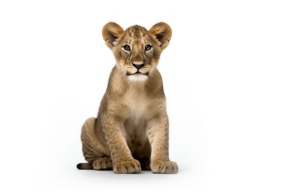Lion Cub Sitting wildlife sitting | Free Photo - rawpixel