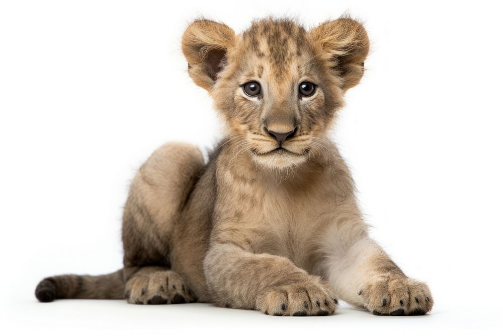Lion Cub Sitting wildlife sitting | Premium Photo - rawpixel