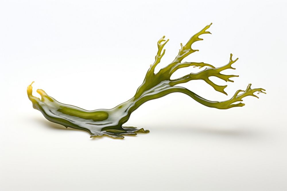 Seaweed seaweed white background freshness. | Premium Photo - rawpixel