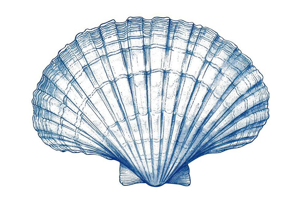 Antique shell drawing sketch clam. | Premium Photo Illustration - rawpixel