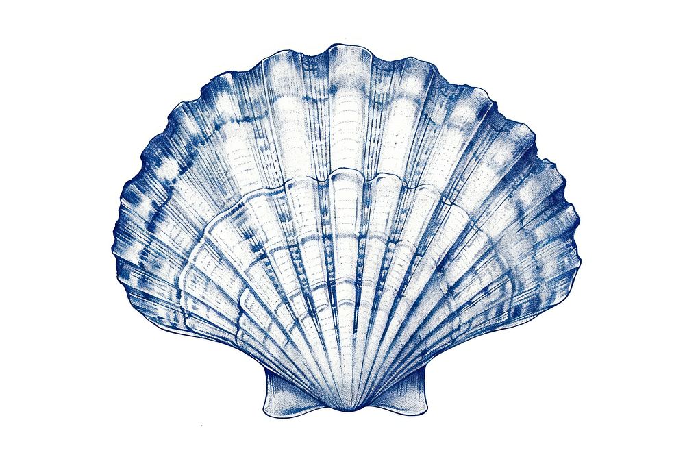 Antique shell clam blue white | Free Photo Illustration - rawpixel