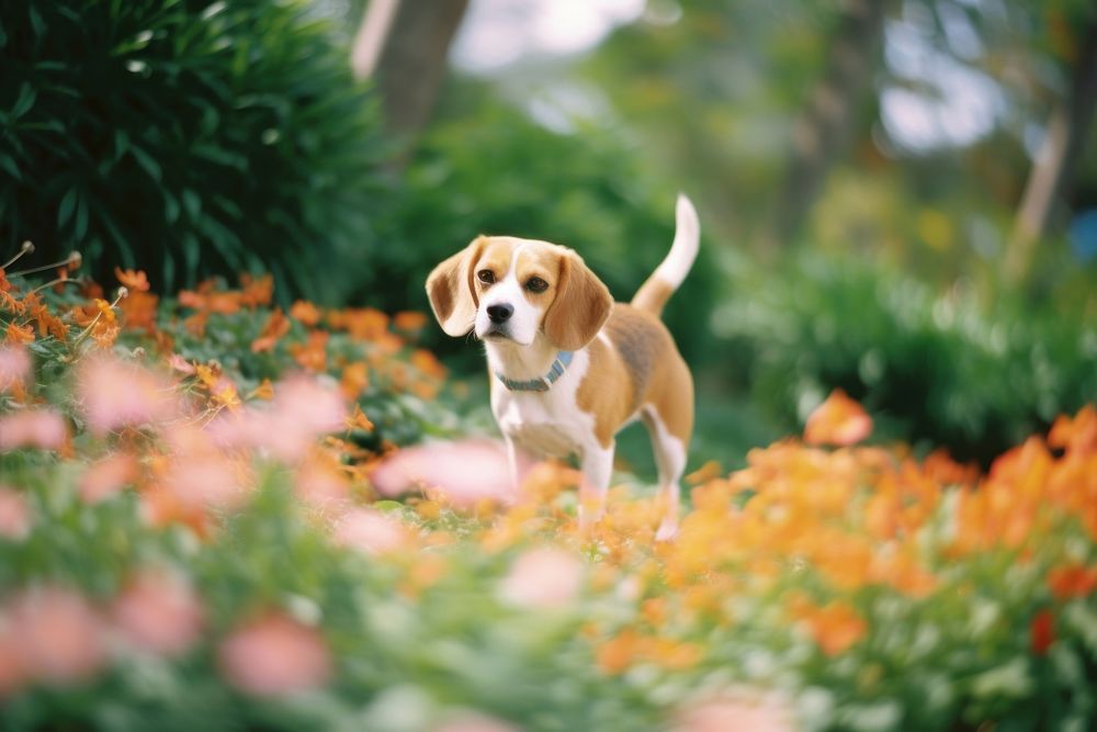 beagle flower garden animal mammal | Premium Photo - rawpixel