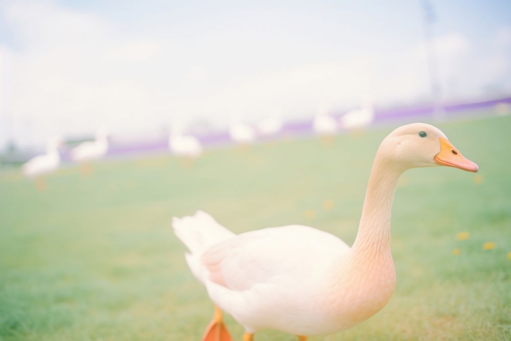 goose pong animal bird beak. | Premium Photo - rawpixel