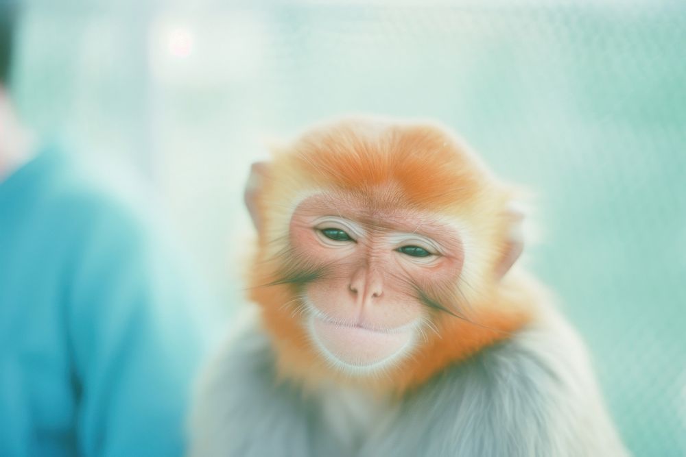 monkey smile wildlife animal mammal. | Premium Photo - rawpixel