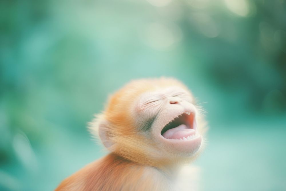 monkey smile wildlife animal mammal. | Premium Photo - rawpixel