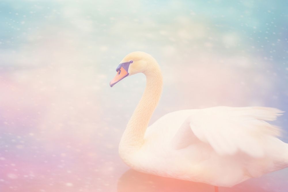 swan animal bird vibrant color. | Premium Photo - rawpixel