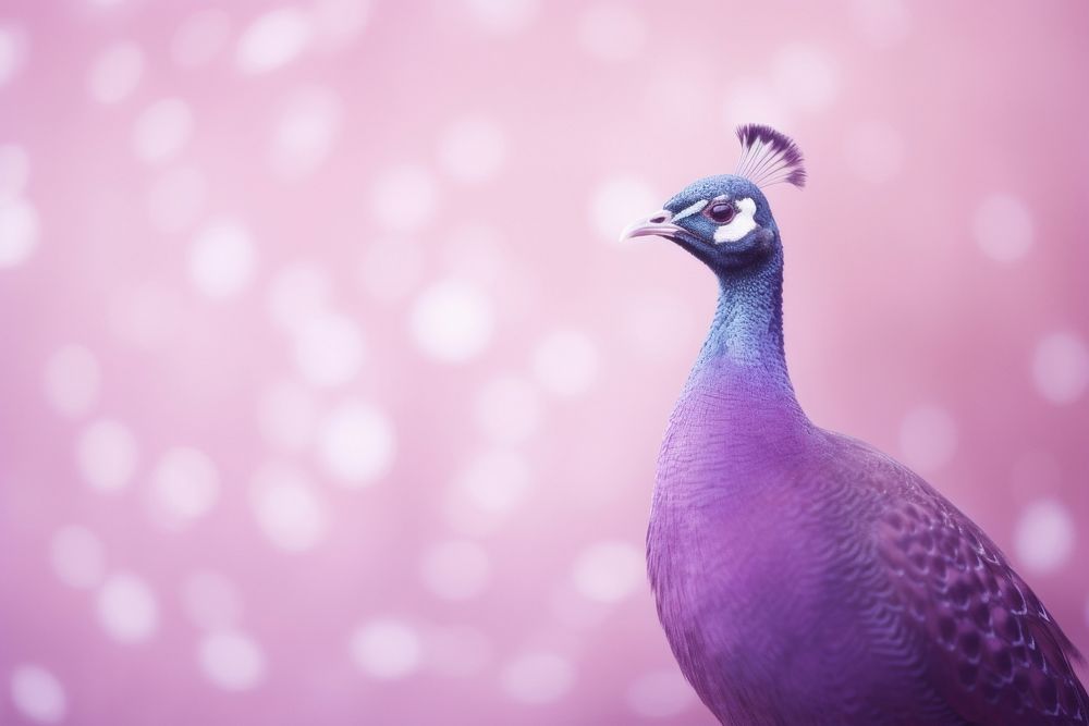 A peacock animal purple bird. | Premium Photo - rawpixel