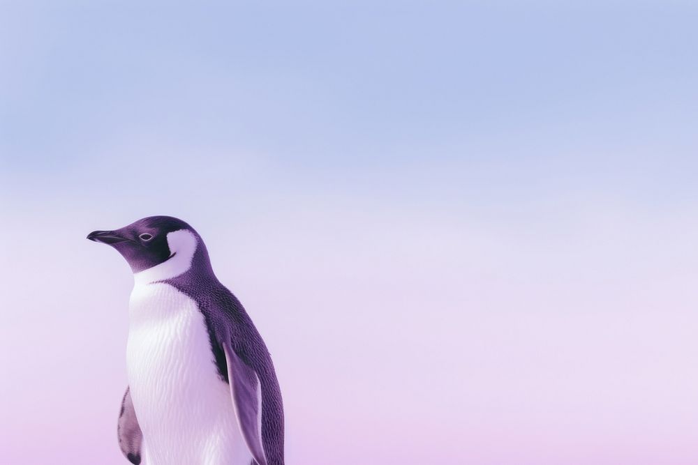 A penguin animal purple bird. | Premium Photo - rawpixel