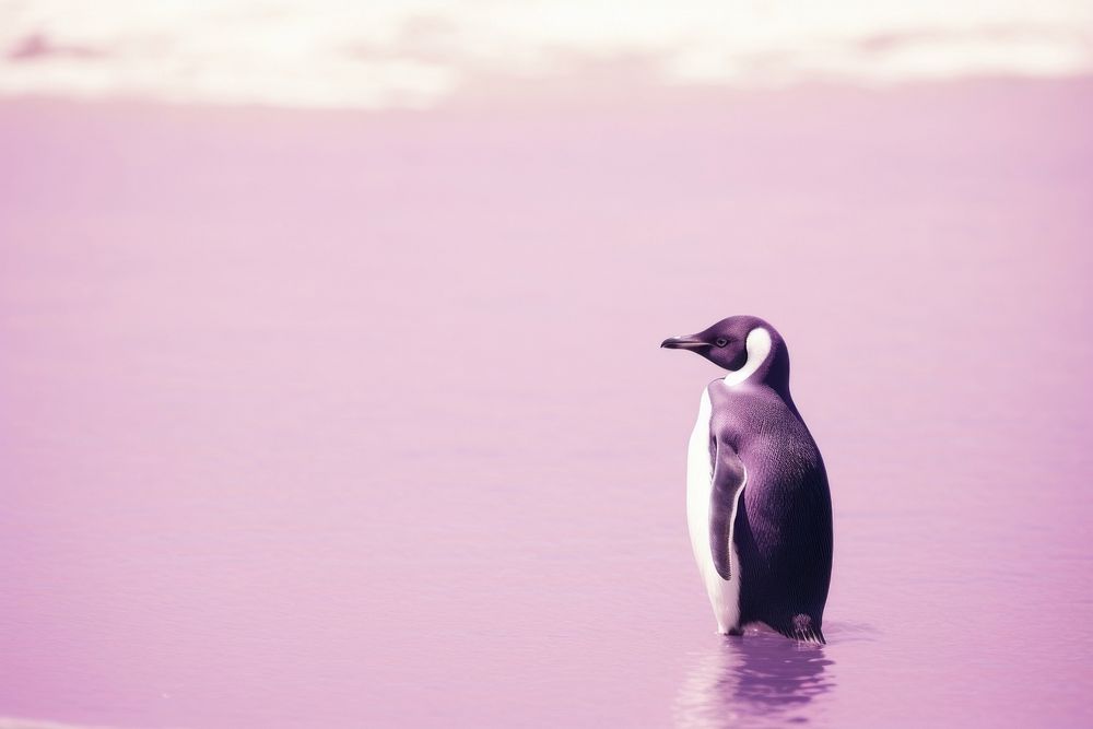 A penguin animal purple bird. | Premium Photo - rawpixel