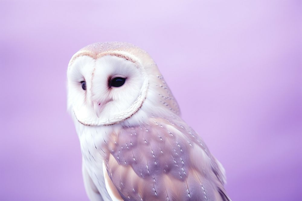 An owl animal purple beak. | Premium Photo - rawpixel