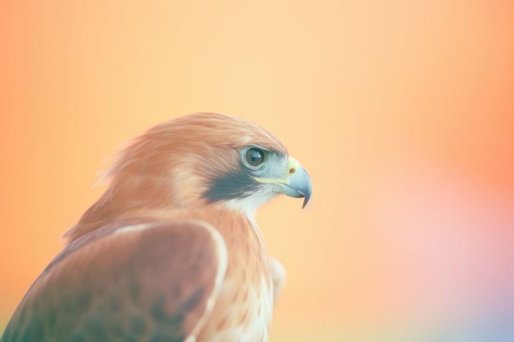 hawk buzzard animal beak. AI | Free Photo - rawpixel