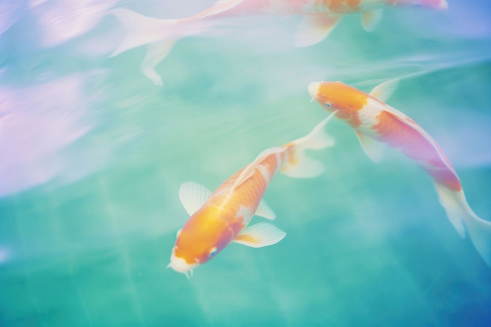 koi fish animal motion underwater. | Premium Photo - rawpixel