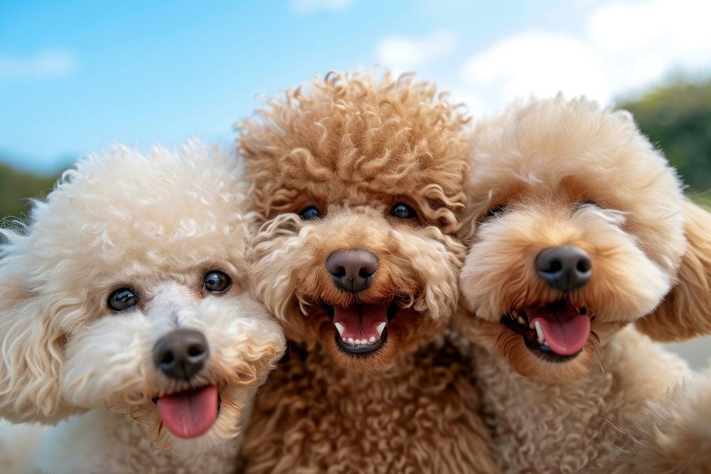 3 poodles animal smiling mammal. | Premium Photo - rawpixel